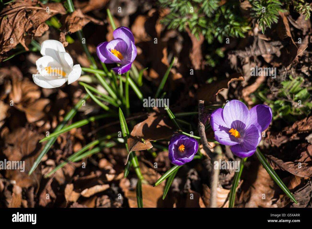 Spring flowers start bloom on stray hi-res stock photography and images ...
