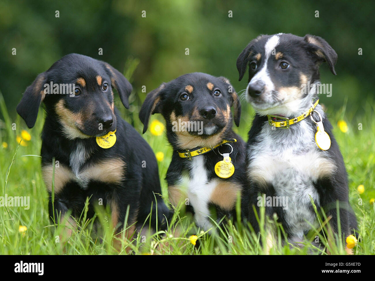 These three Labrador-cross puppies named (L-R) Sven, Goran and Eriksson ...