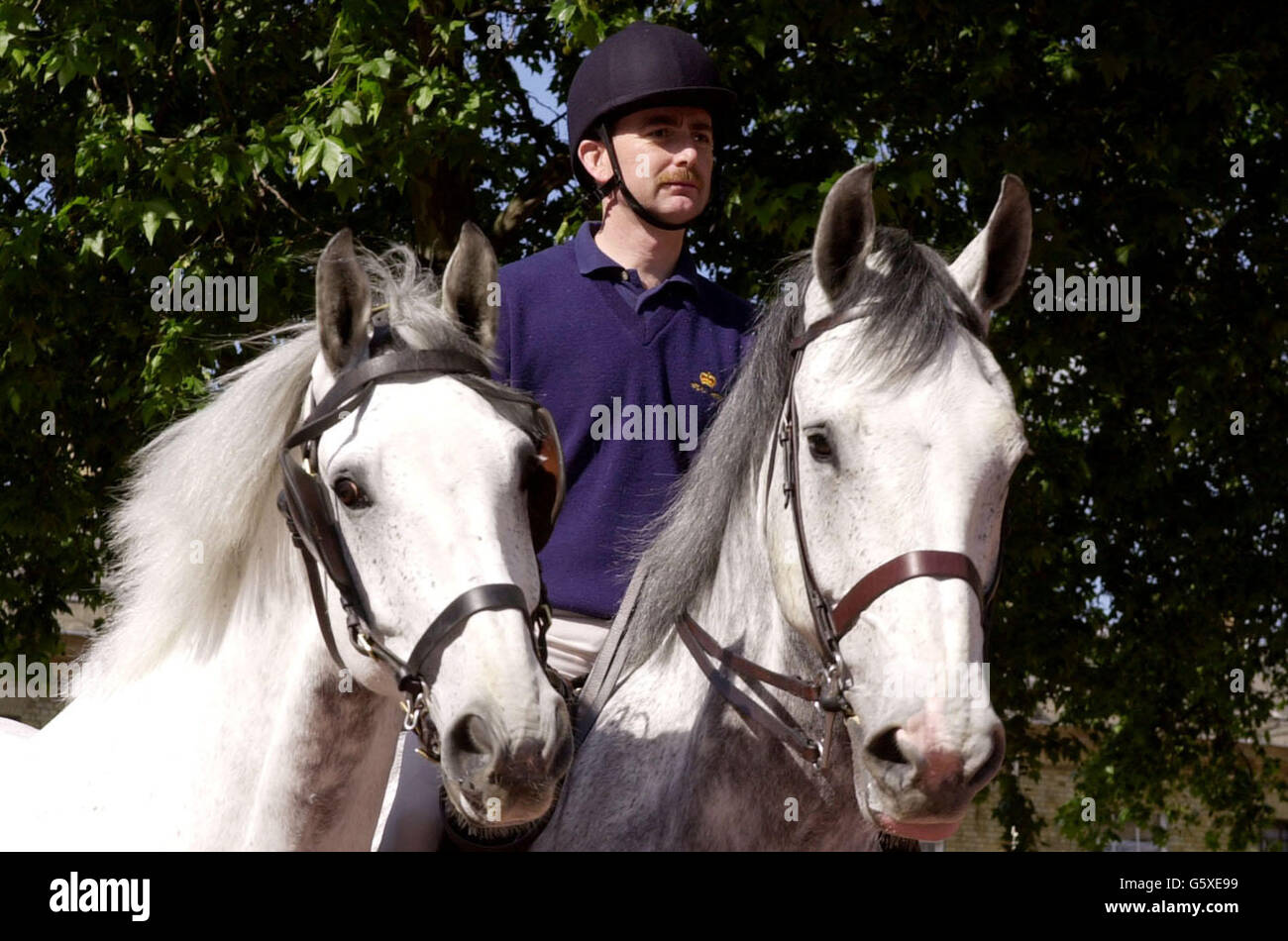 Royal Carriage Horses are ridden around The Royal Mews in central ...