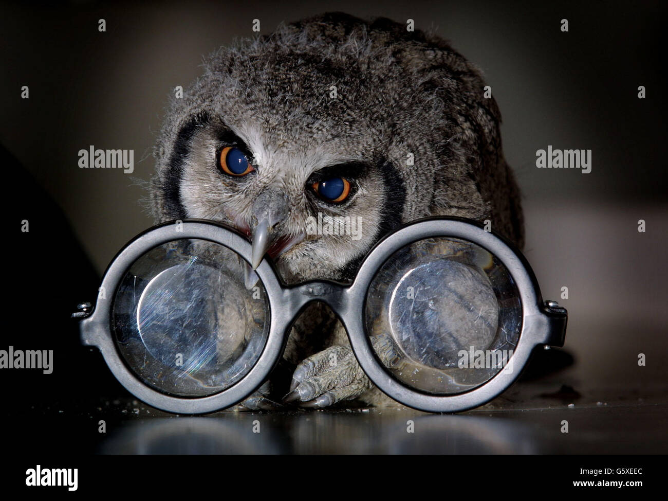 Baby owlets at London zoo Stock Photo - Alamy