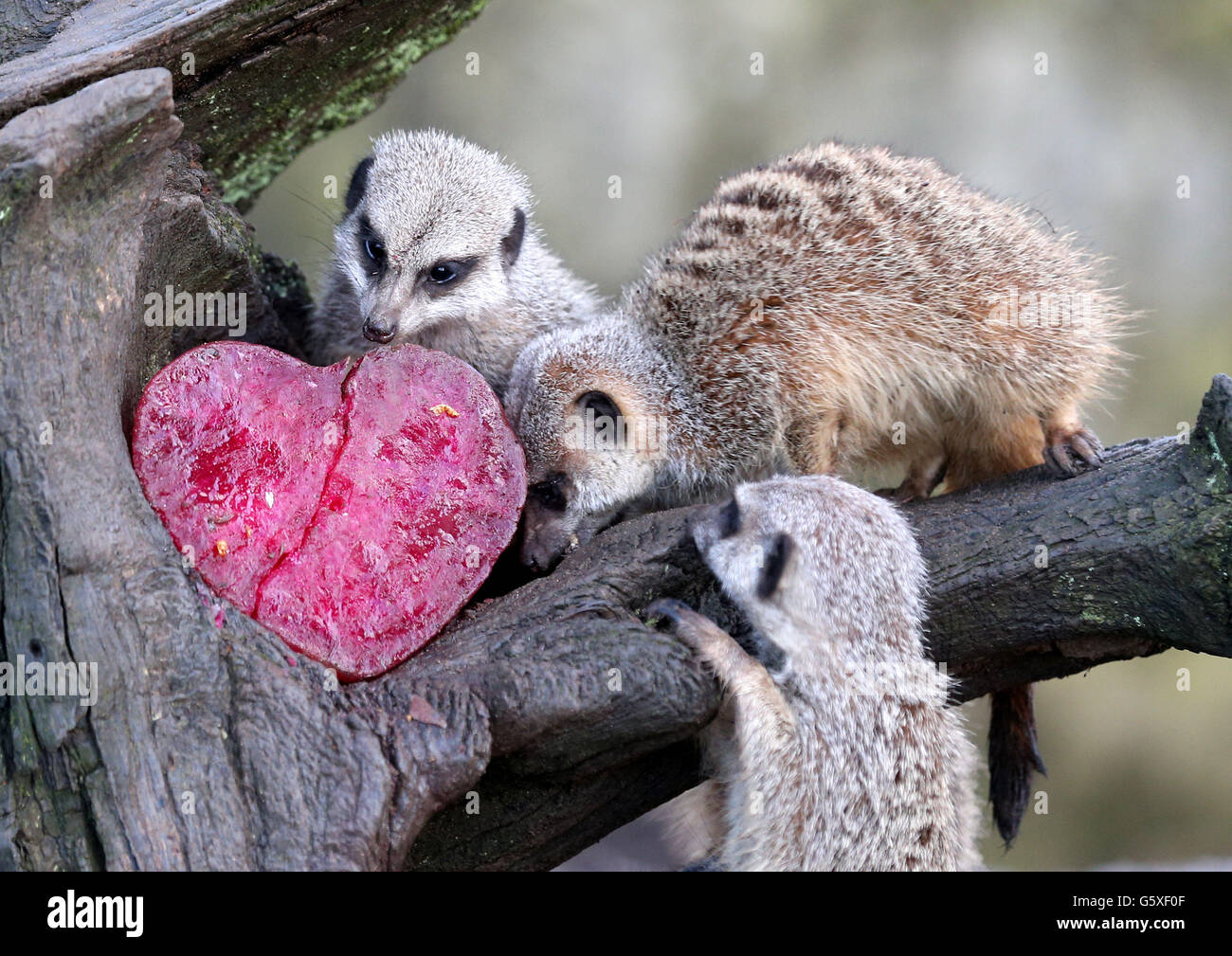 Valentine's Day. Meerkats look at a beetroot flavoured love heart at ...