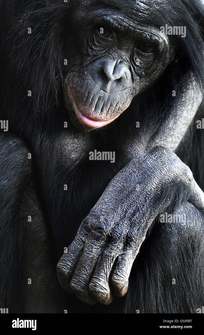Twycross Zoo. A Bonobo monkey at Twycross Zoo Stock Photo - Alamy