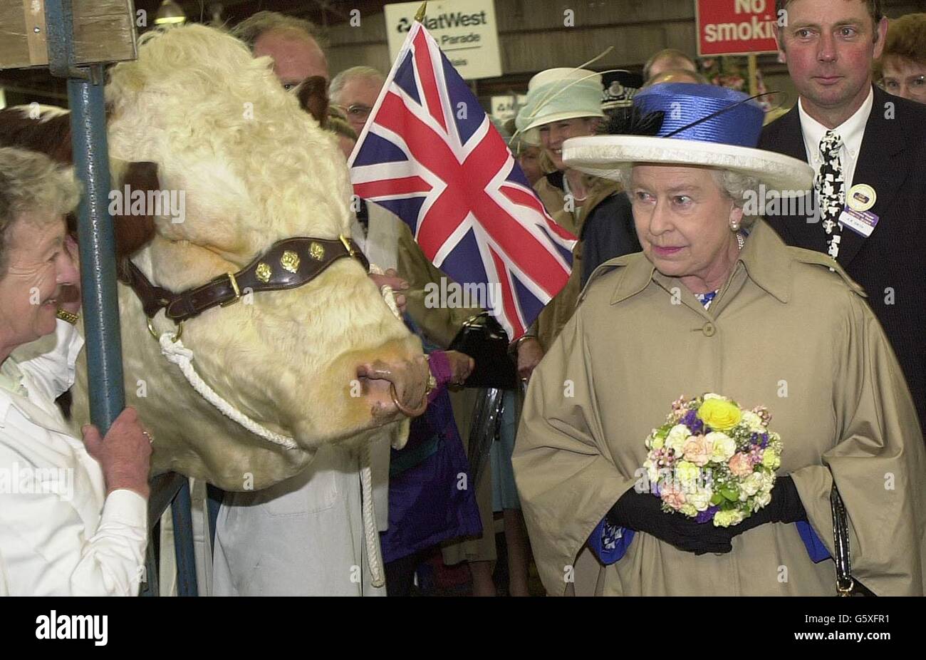 Sussex cow queen hi-res stock photography and images - Alamy