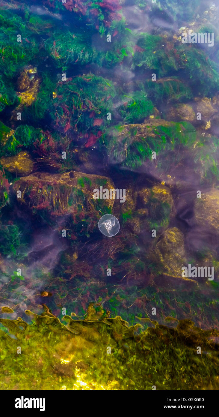 Shallow sea hi-res stock photography and images - Alamy