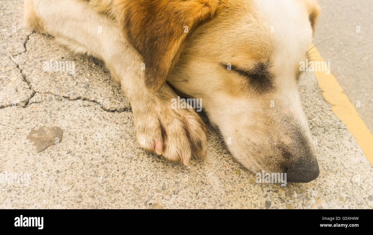 Stray dog lying on the pavement Stock Photo - Alamy