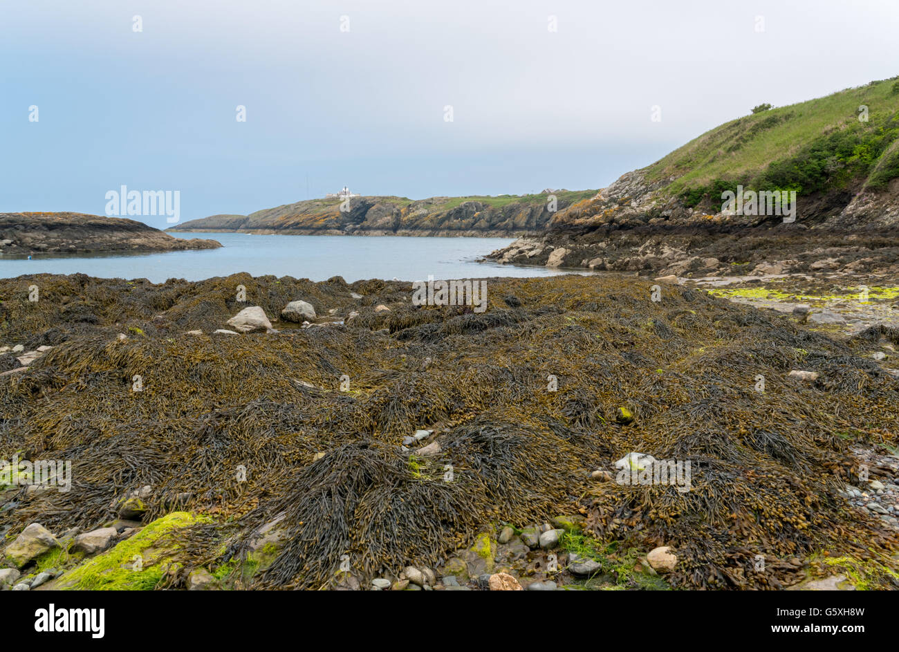 Point Lynas Lighthouse across the bay Stock Photo - Alamy