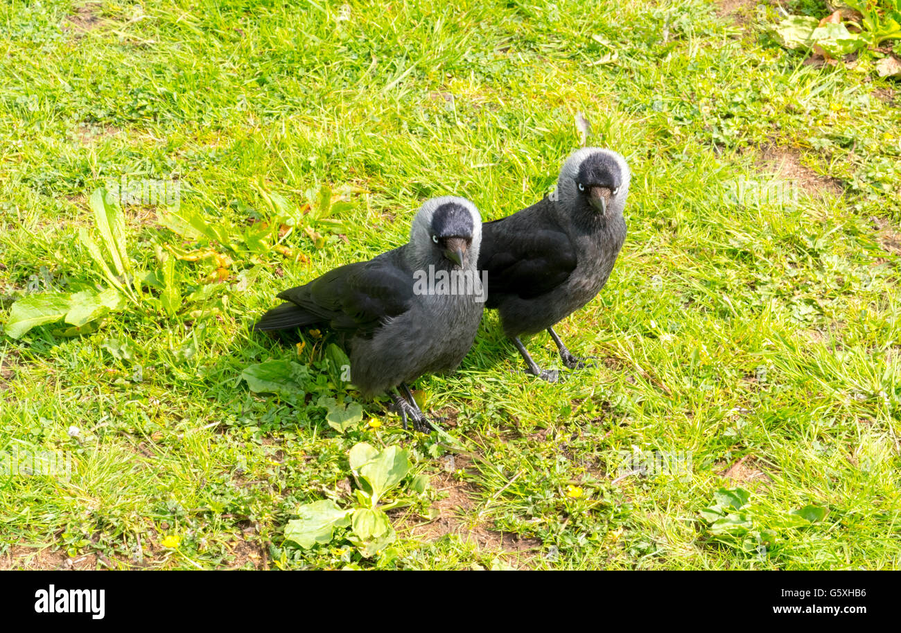 Jackdaw picture hi-res stock photography and images - Alamy