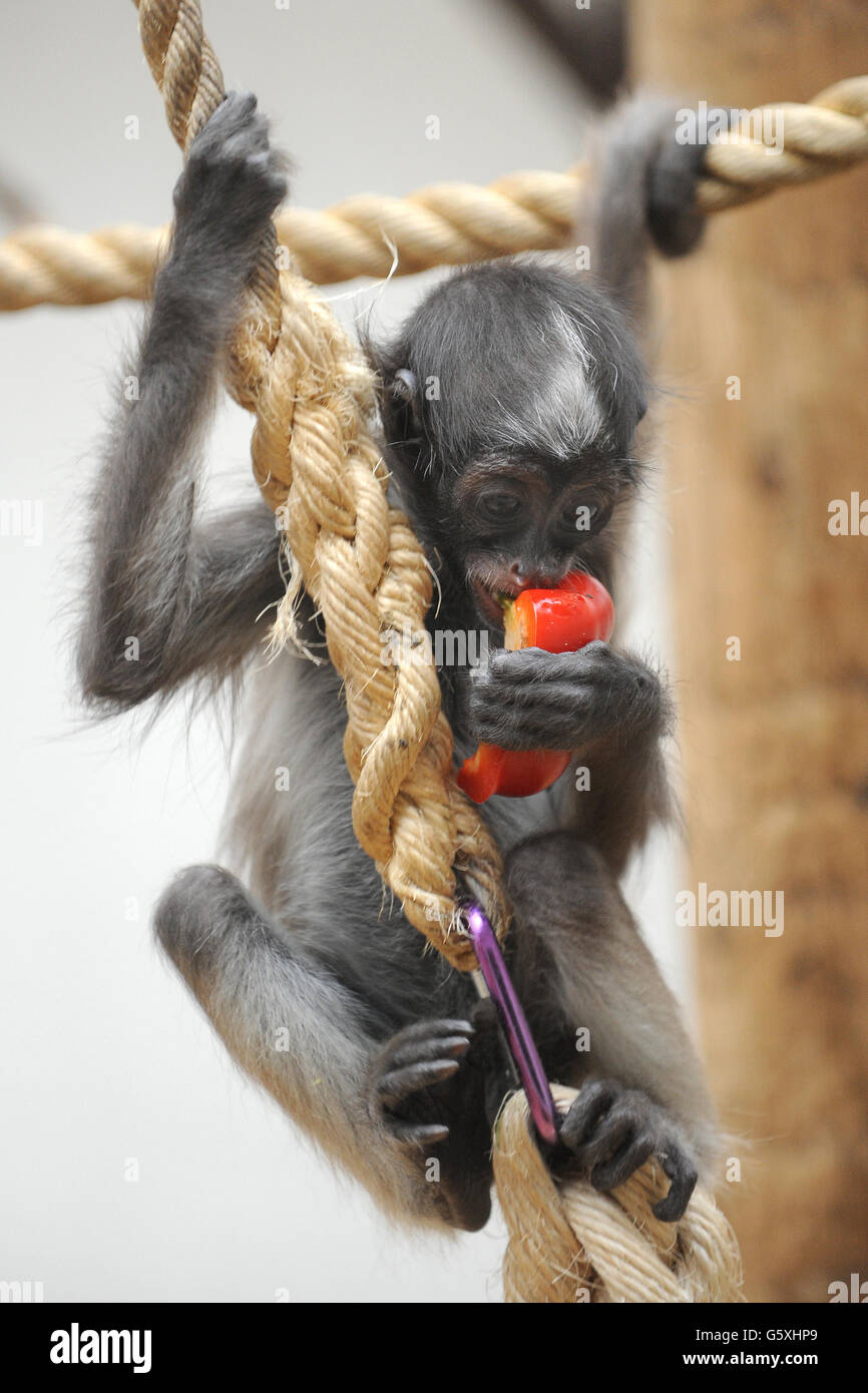 Variegated spider monkey twycross zoo hi-res stock photography and ...