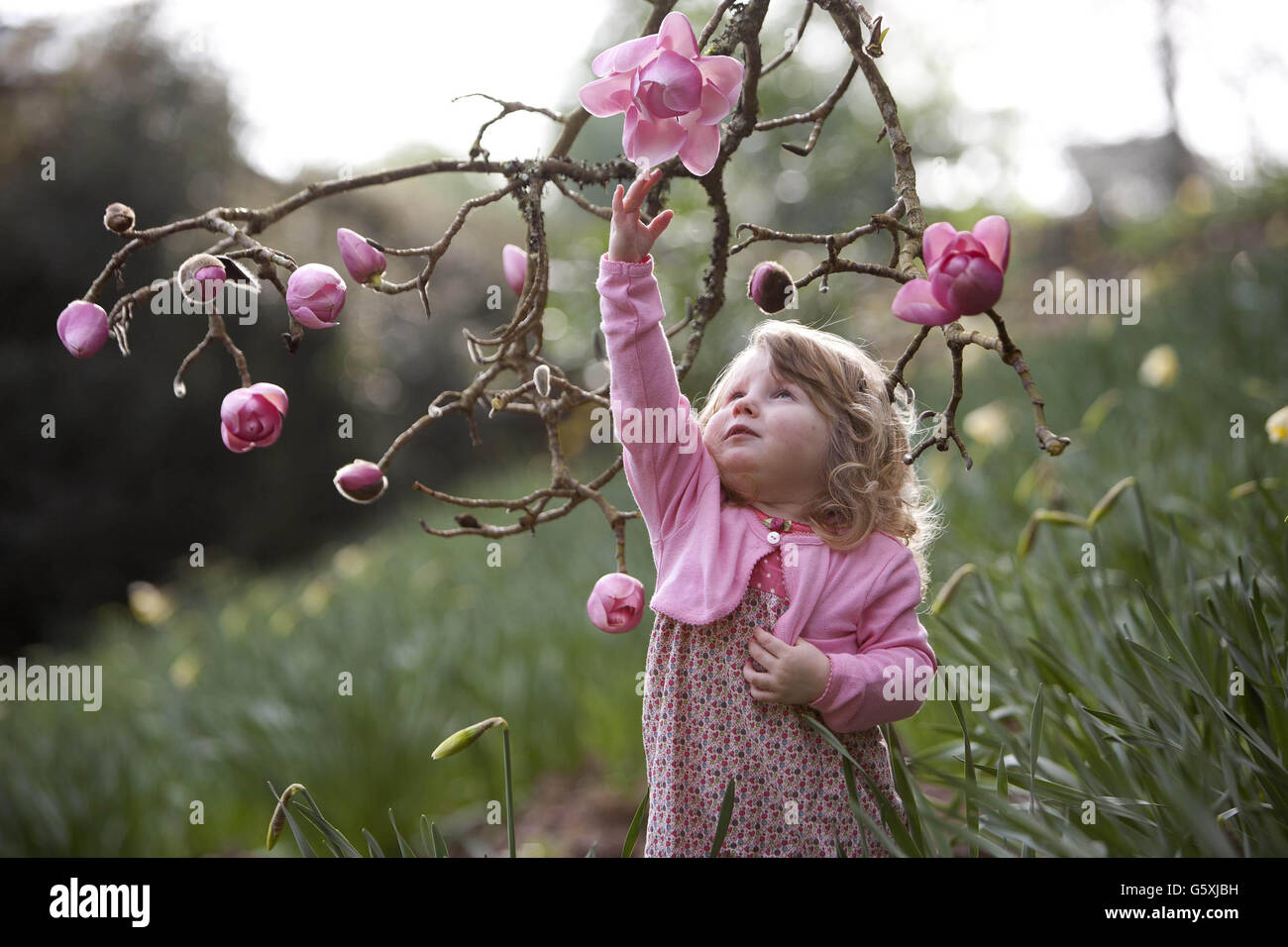 Two year old Eva Bray looks at a blooming Magnolia campbellii flower in ...