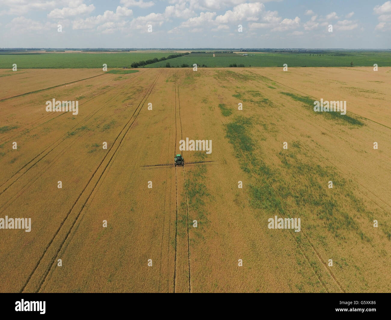 Adding herbicide tractor on the field of ripe wheat. Growing crops in ...