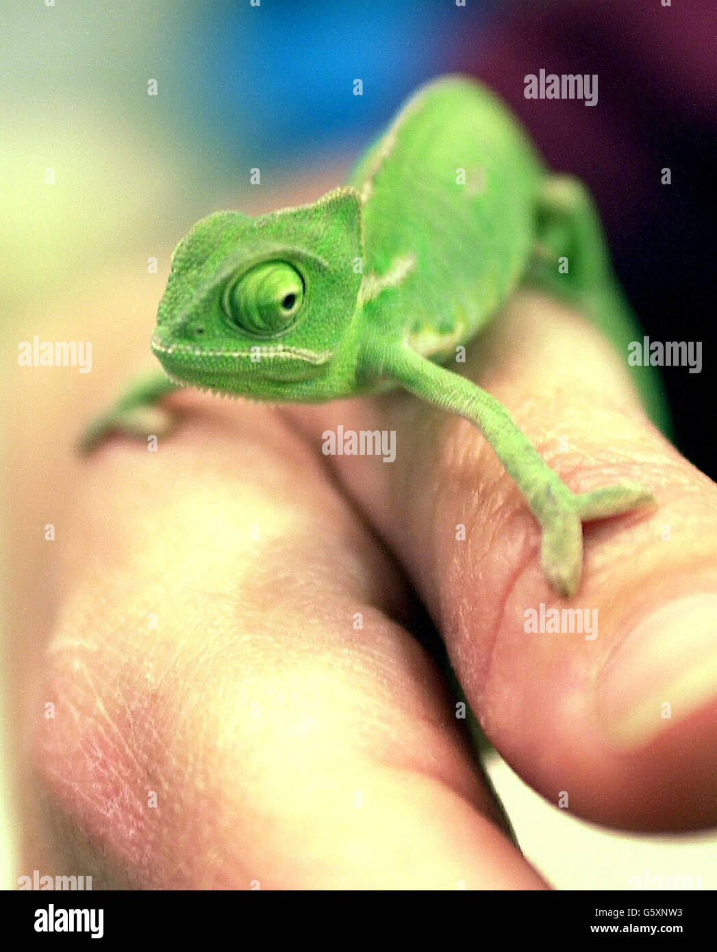 Baby Green Chameleon