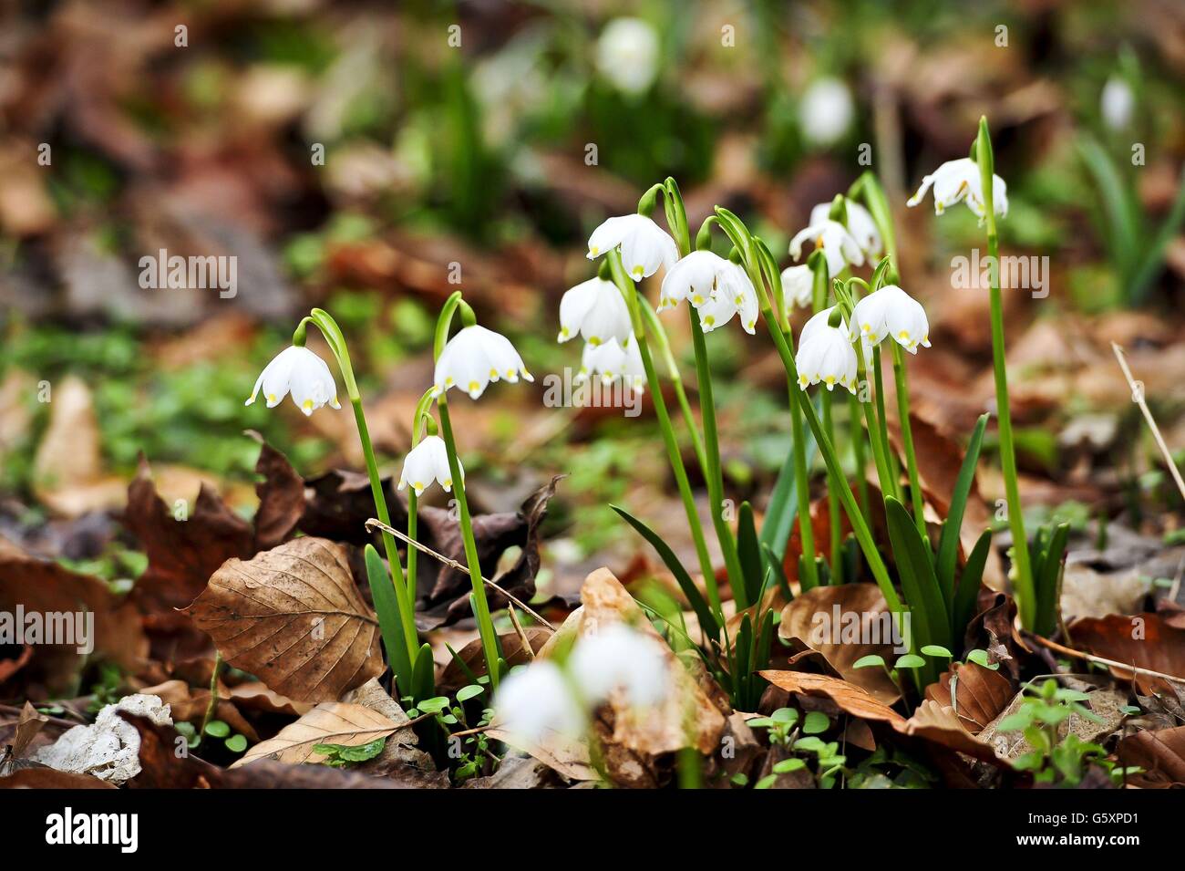 Which looks like a snowdrop hi-res stock photography and images - Alamy