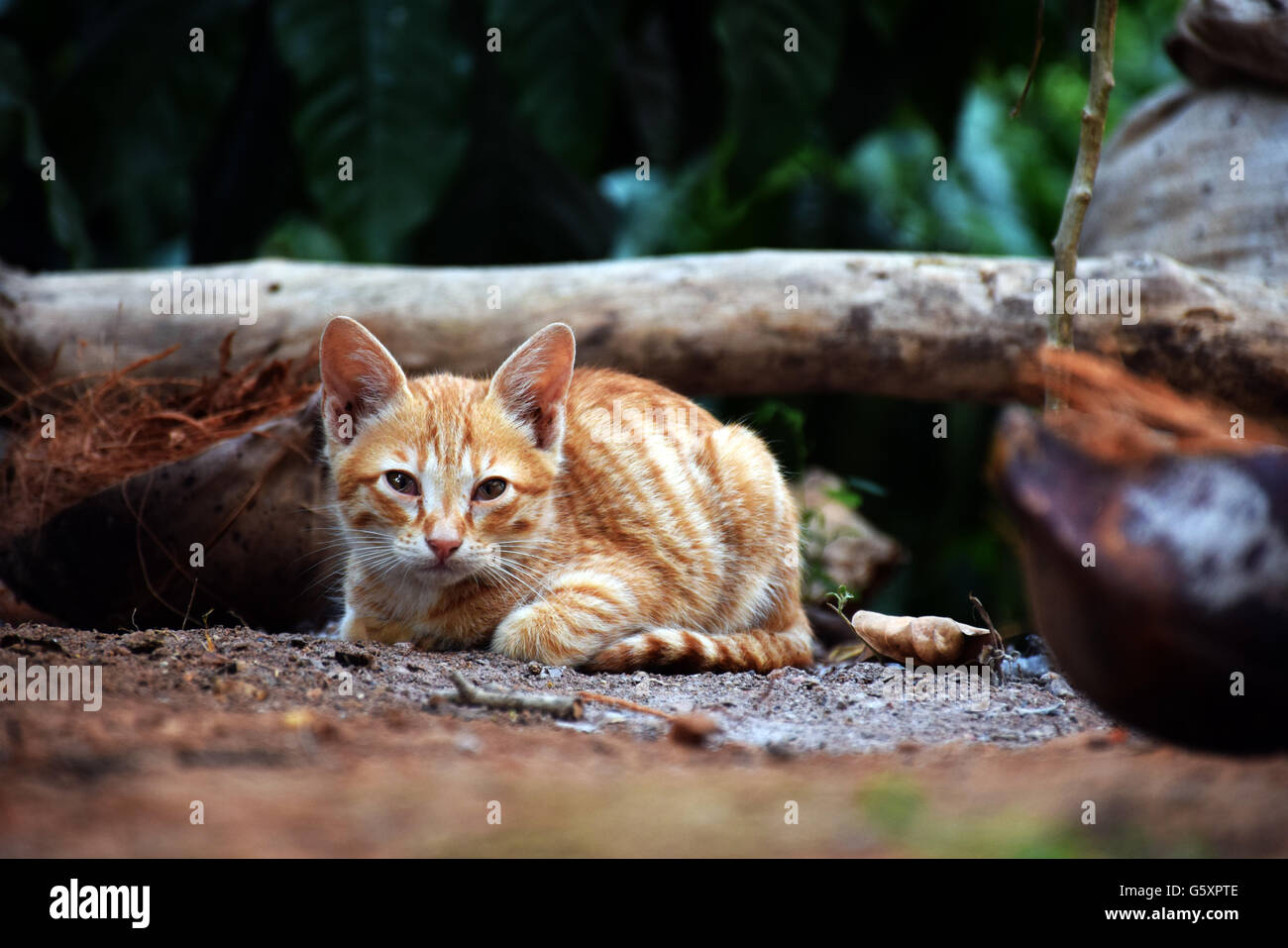 Good looking cats hi-res stock photography and images - Alamy