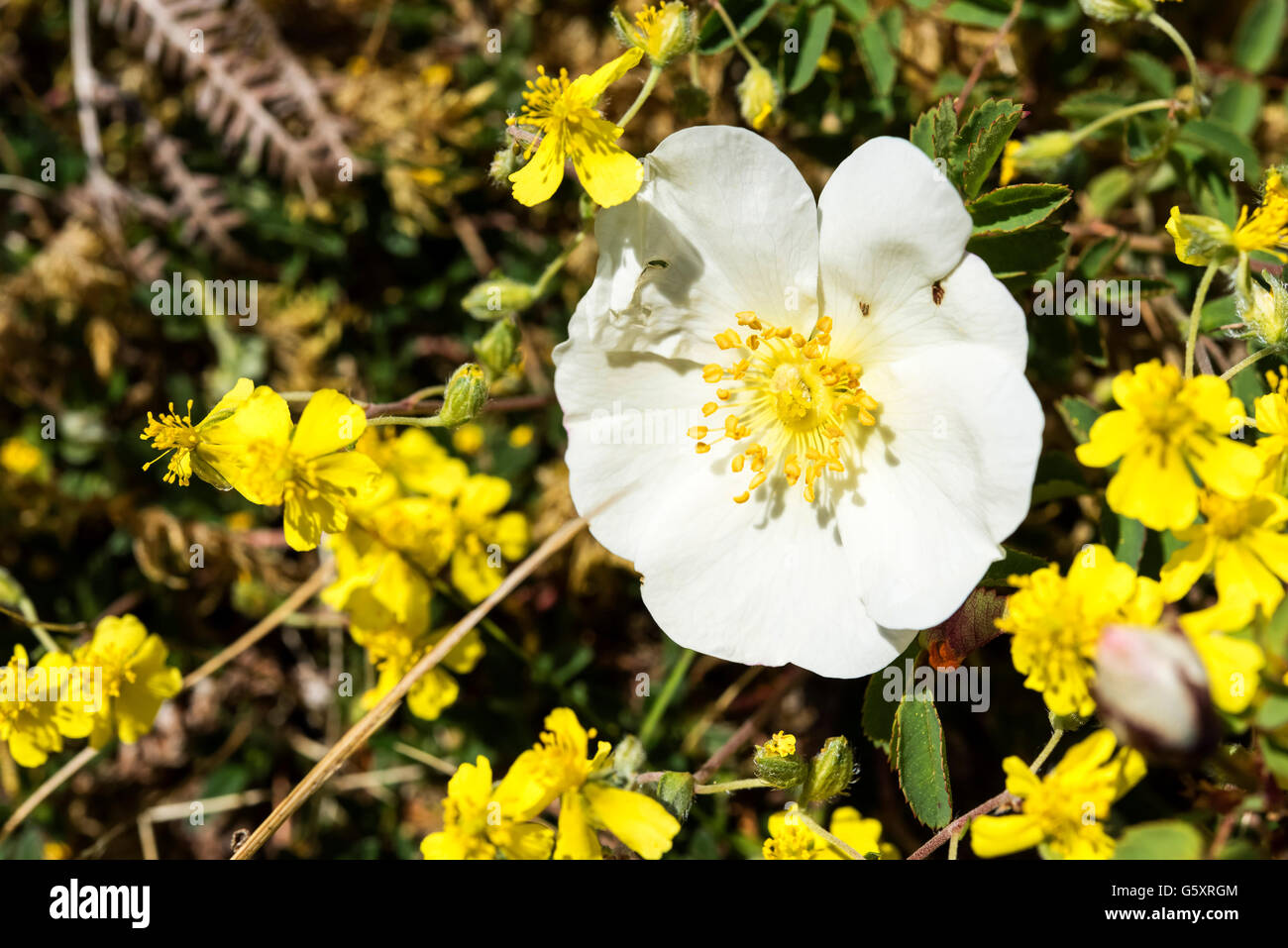 Burnet rose hi-res stock photography and images - Alamy