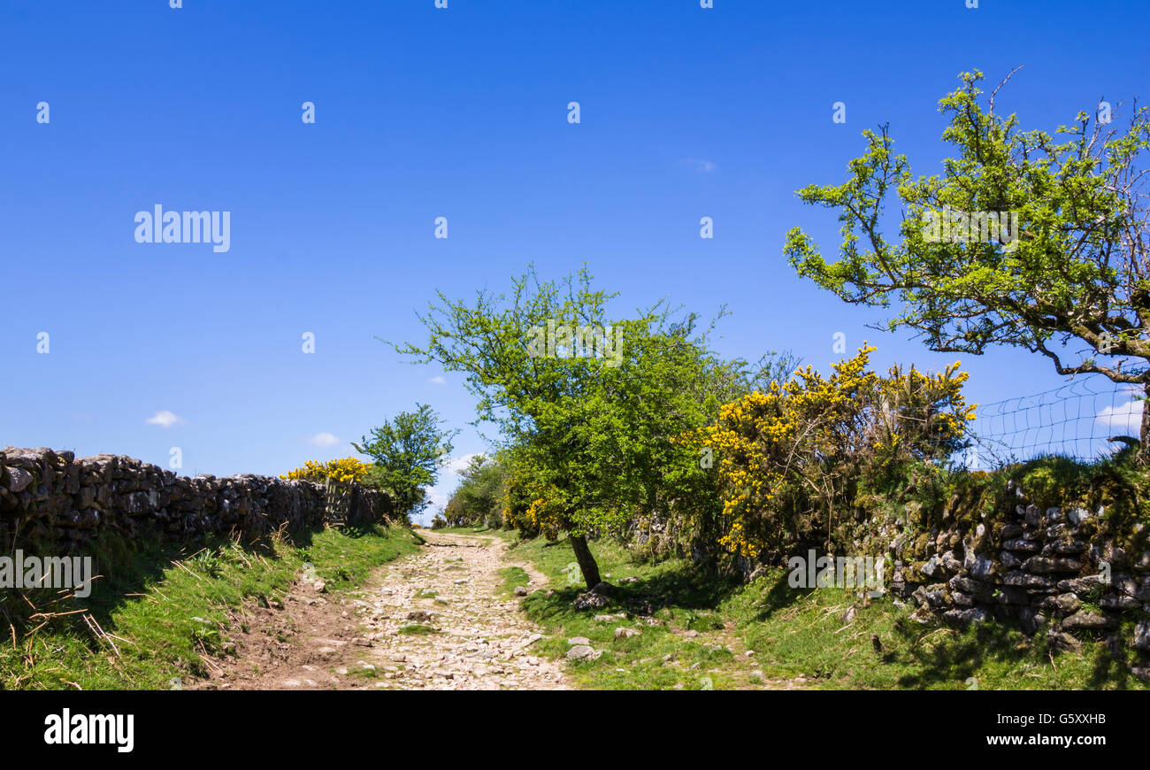 A country lane in bright sunshine in Dartmoor, Devon, England, UK ...