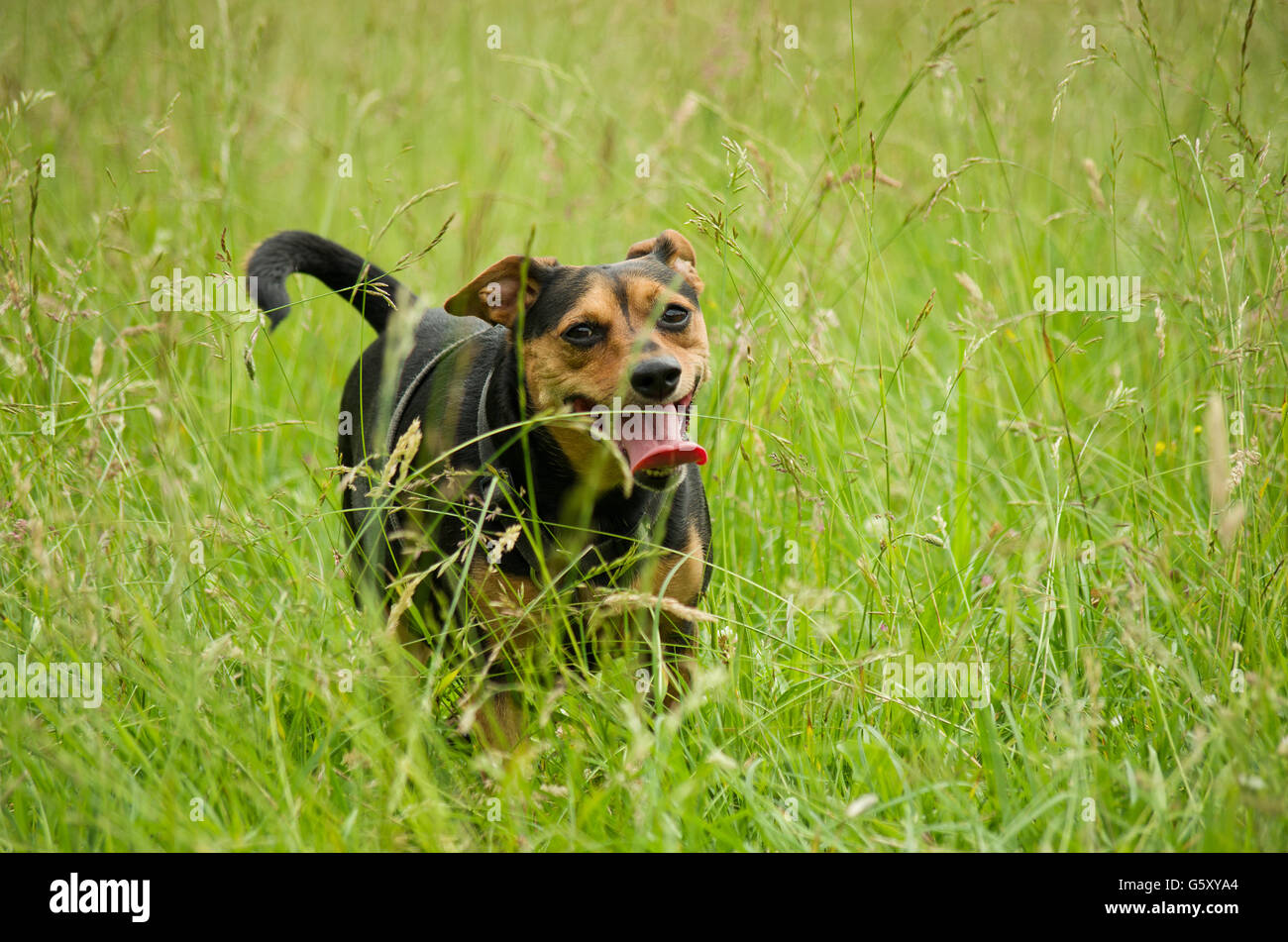 Joyful dog hi-res stock photography and images - Alamy