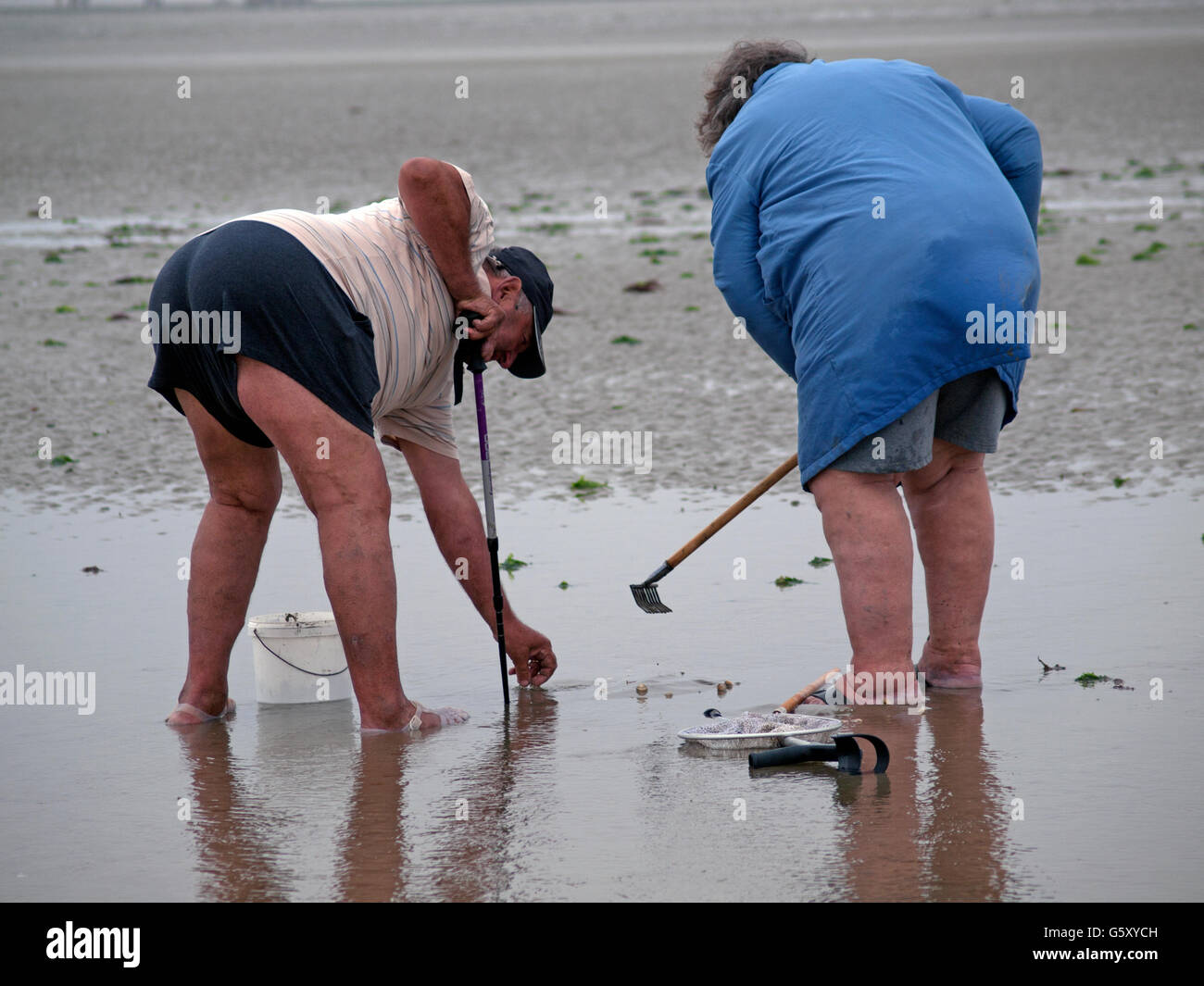 An elderly couple dig for cockles on Utah Beach in Normandy, France ...