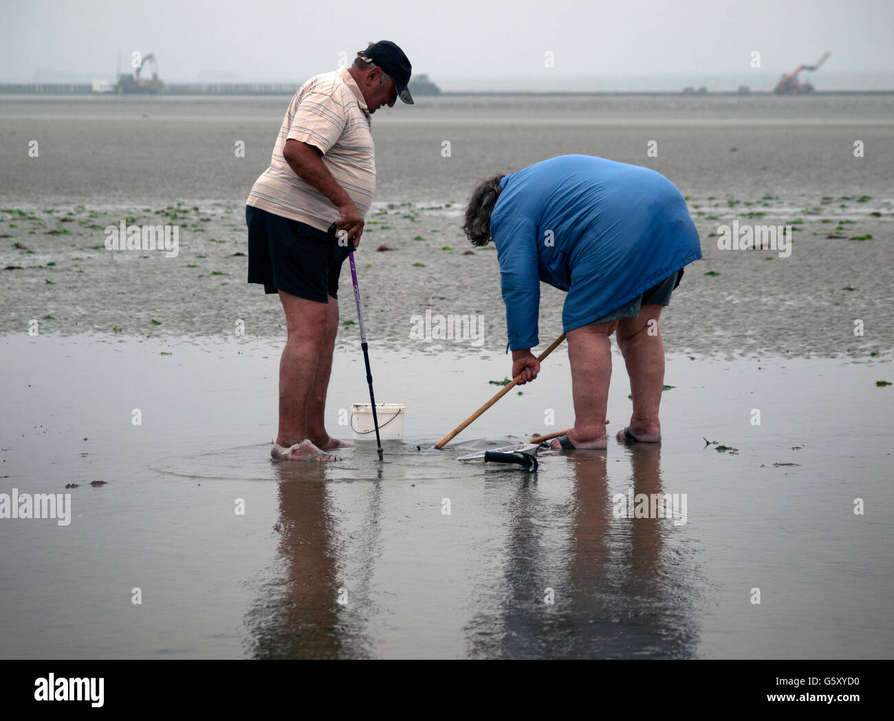 An elderly couple dig for cockles on Utah Beach in Normandy, France ...