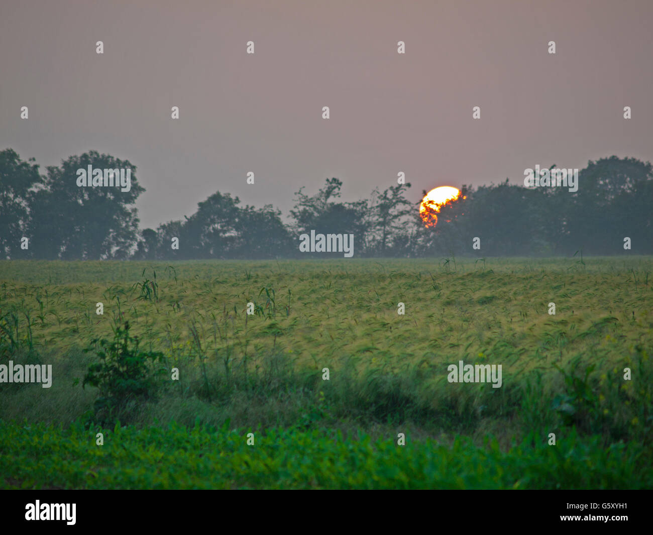 Green fields in Normandy, France Stock Photo - Alamy