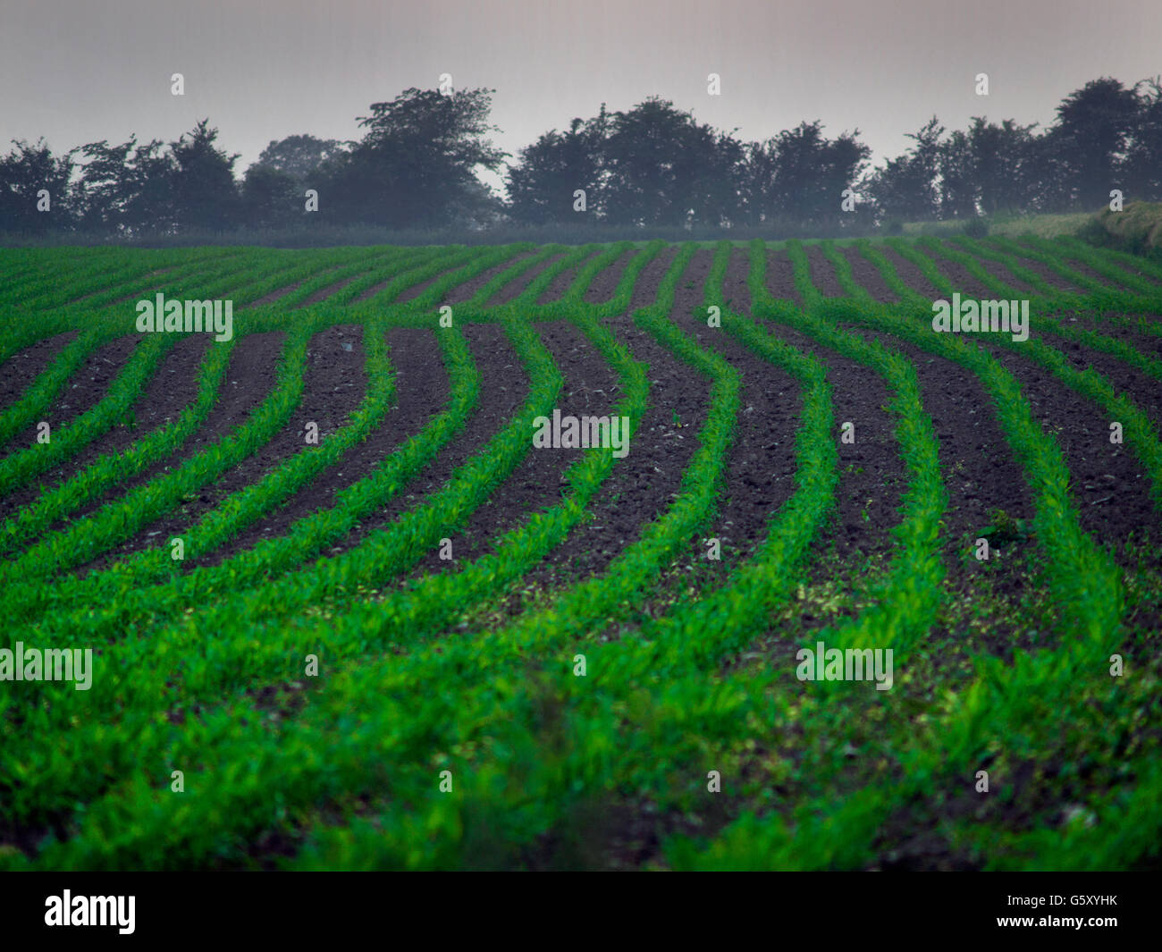 Normandy fields hi-res stock photography and images - Alamy
