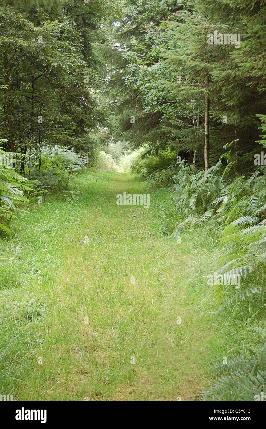 A green forest path with bracken Stock Photo - Alamy