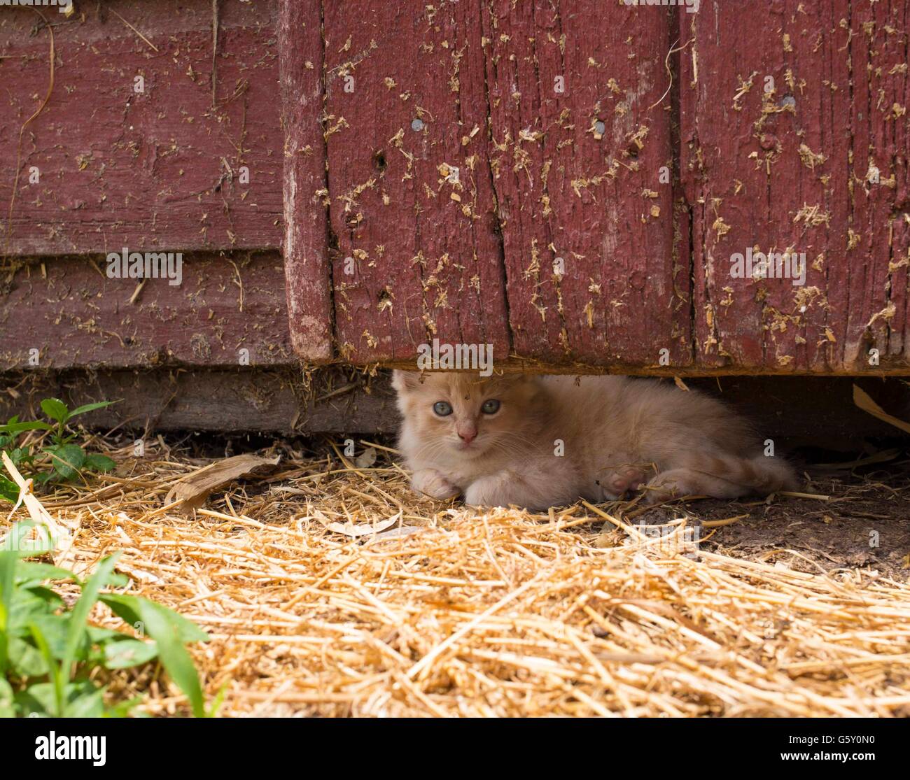 Small Kitten Hiding behind barn door Stock Photo - Alamy