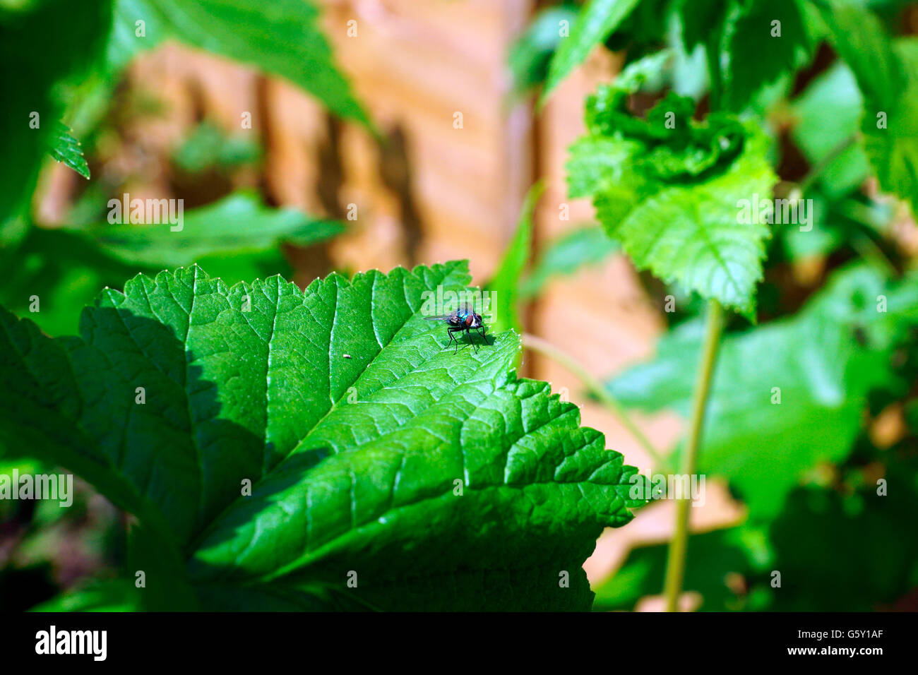 Blow fly larvae hi-res stock photography and images - Alamy