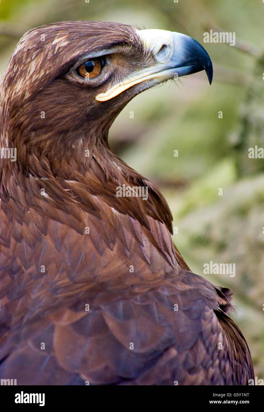 Serious bird hi-res stock photography and images - Alamy