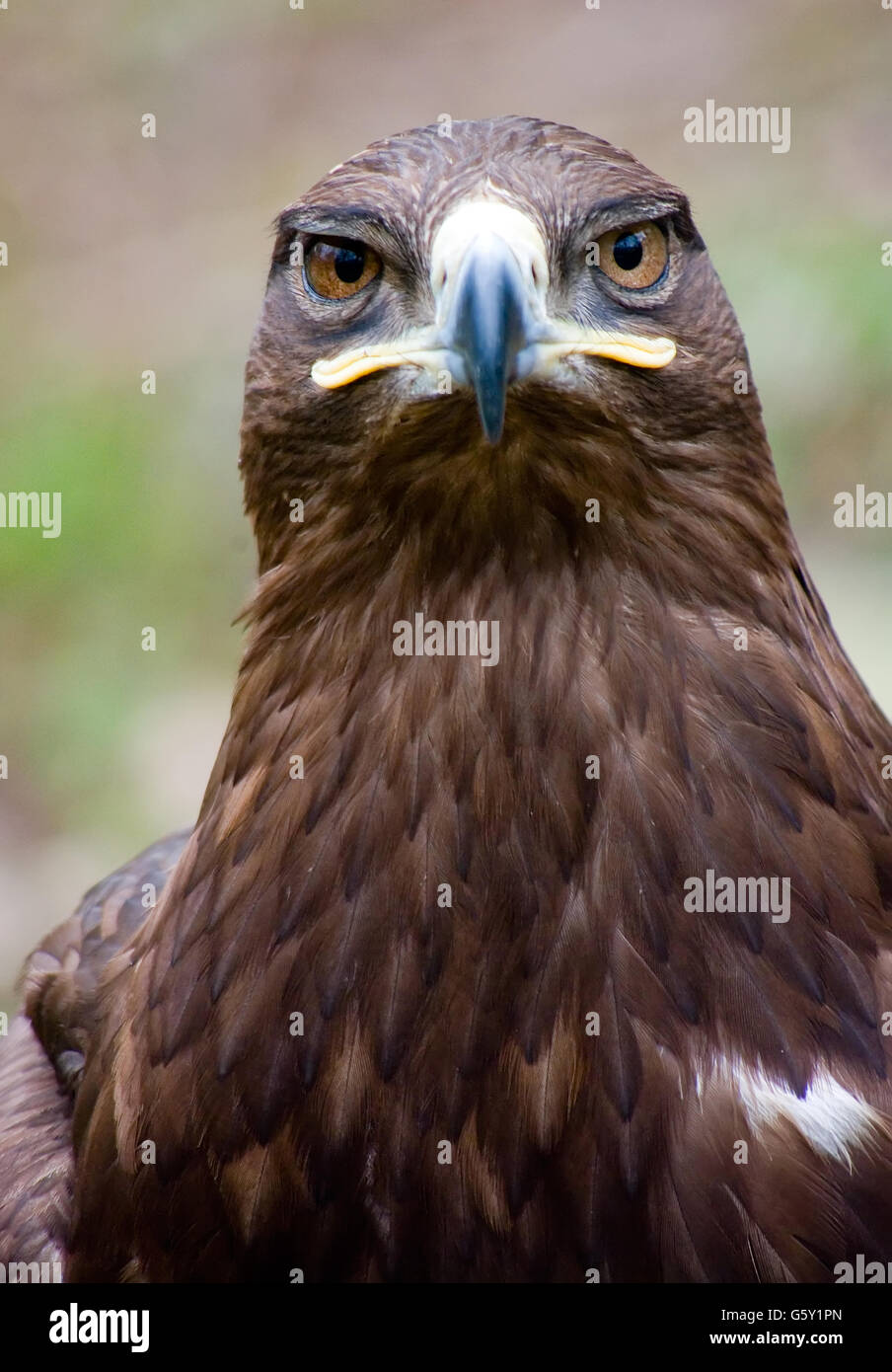 Serious Bird High Resolution Stock Photography and Images - Alamy