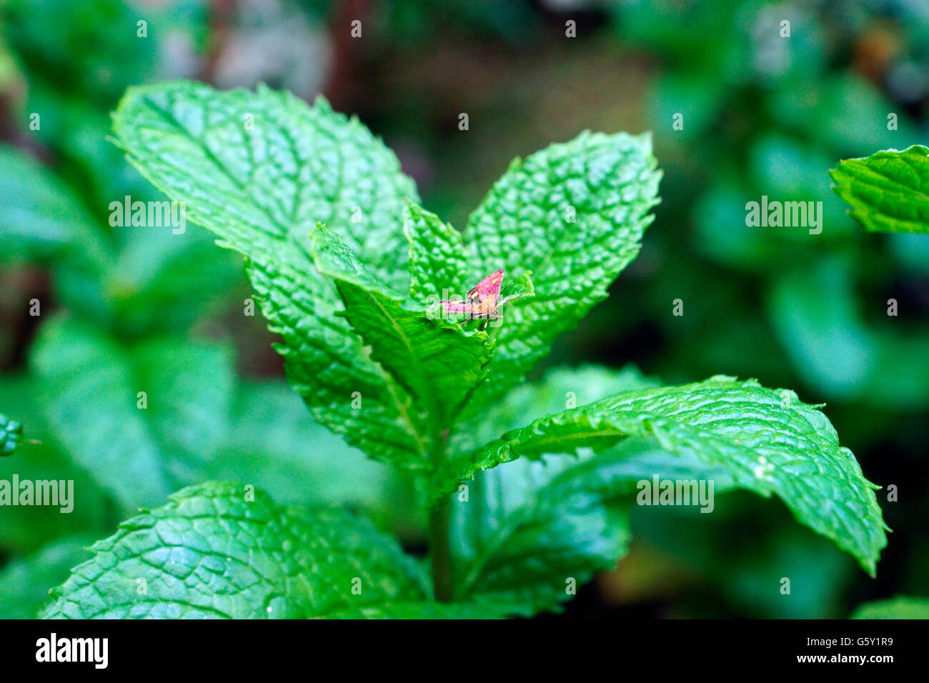 MINT MOTH ON A SPRIG OF MINT Stock Photo - Alamy