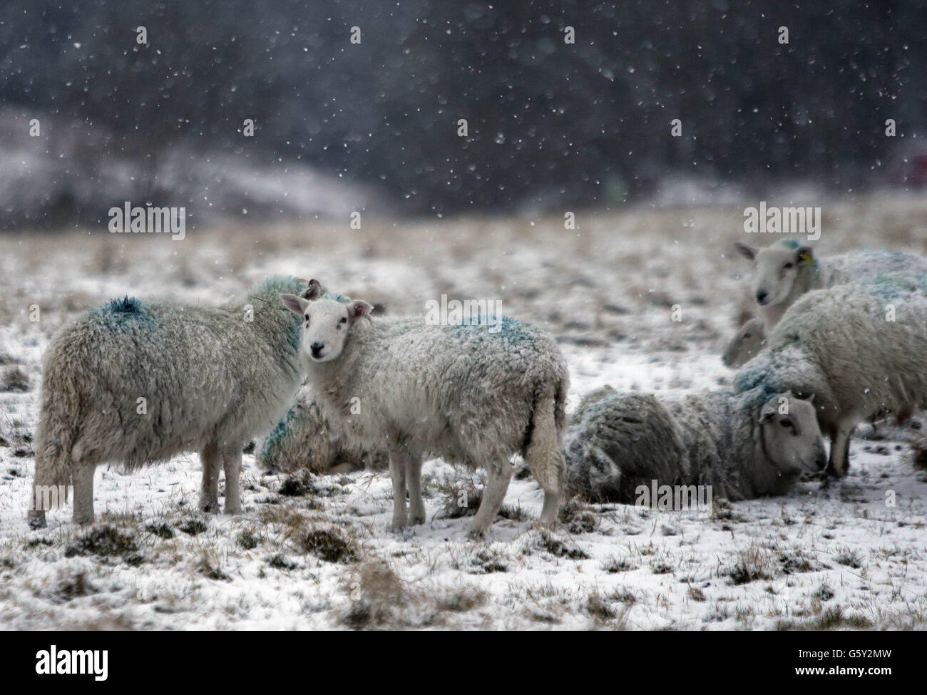 Seen in the wicklow mountains as temperatures drop in dublin hi-res ...