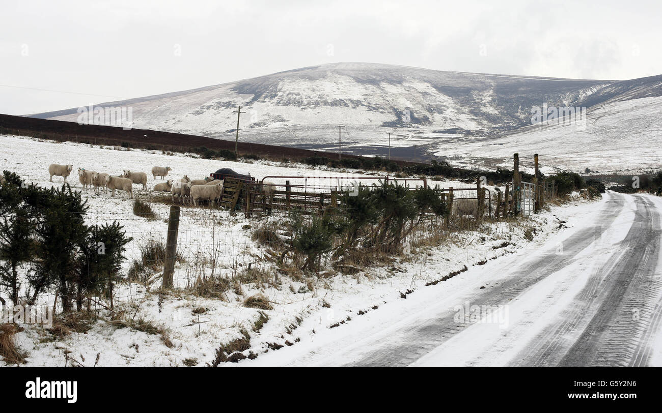 Sheep seen in the Wicklow mountains as temperatures drop in Ireland ...