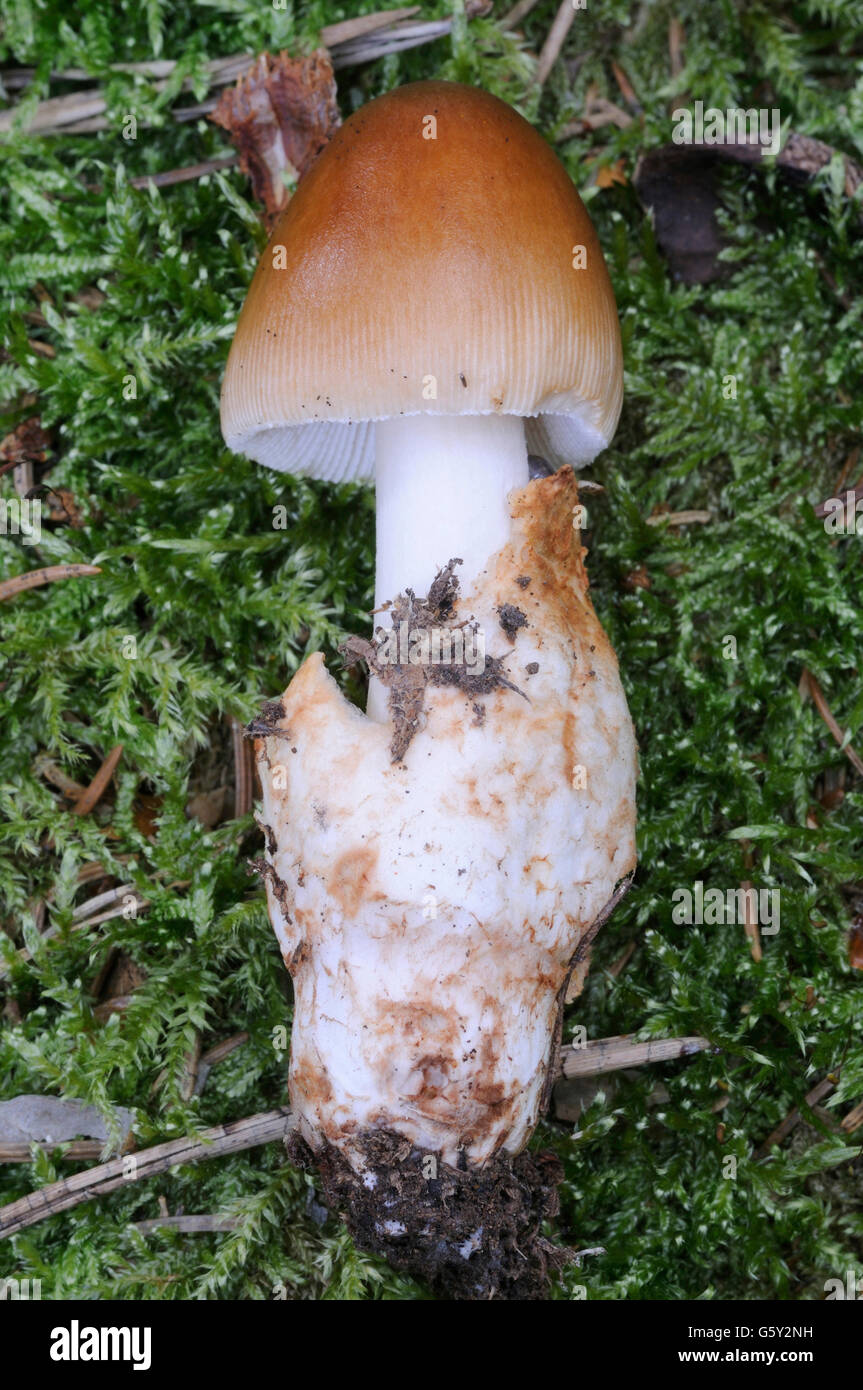 Tawny grisette / (Amanita fulva Stock Photo - Alamy