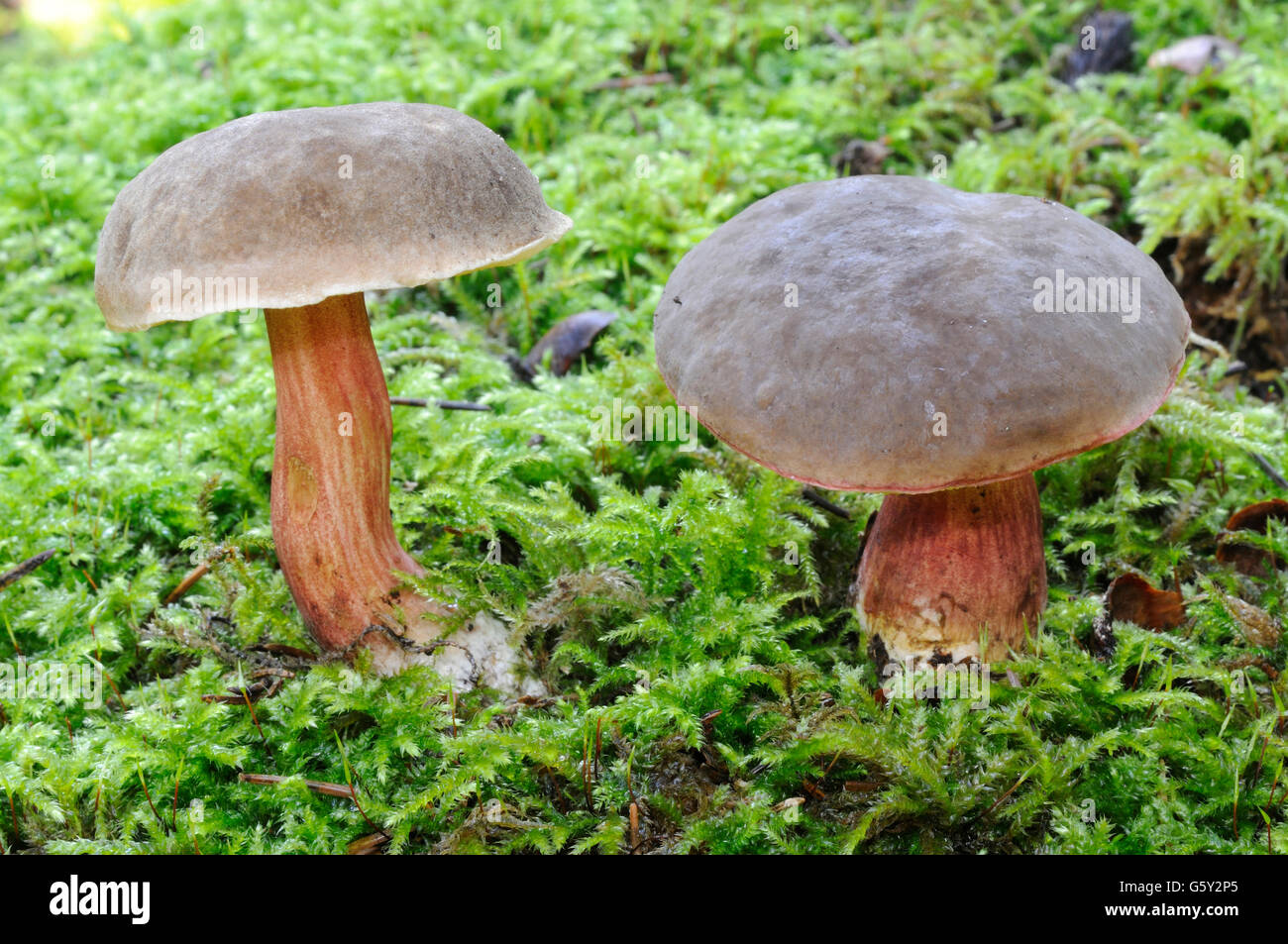 Red Cracking Bolete / (Xerocomellus chrysenteron Stock Photo - Alamy