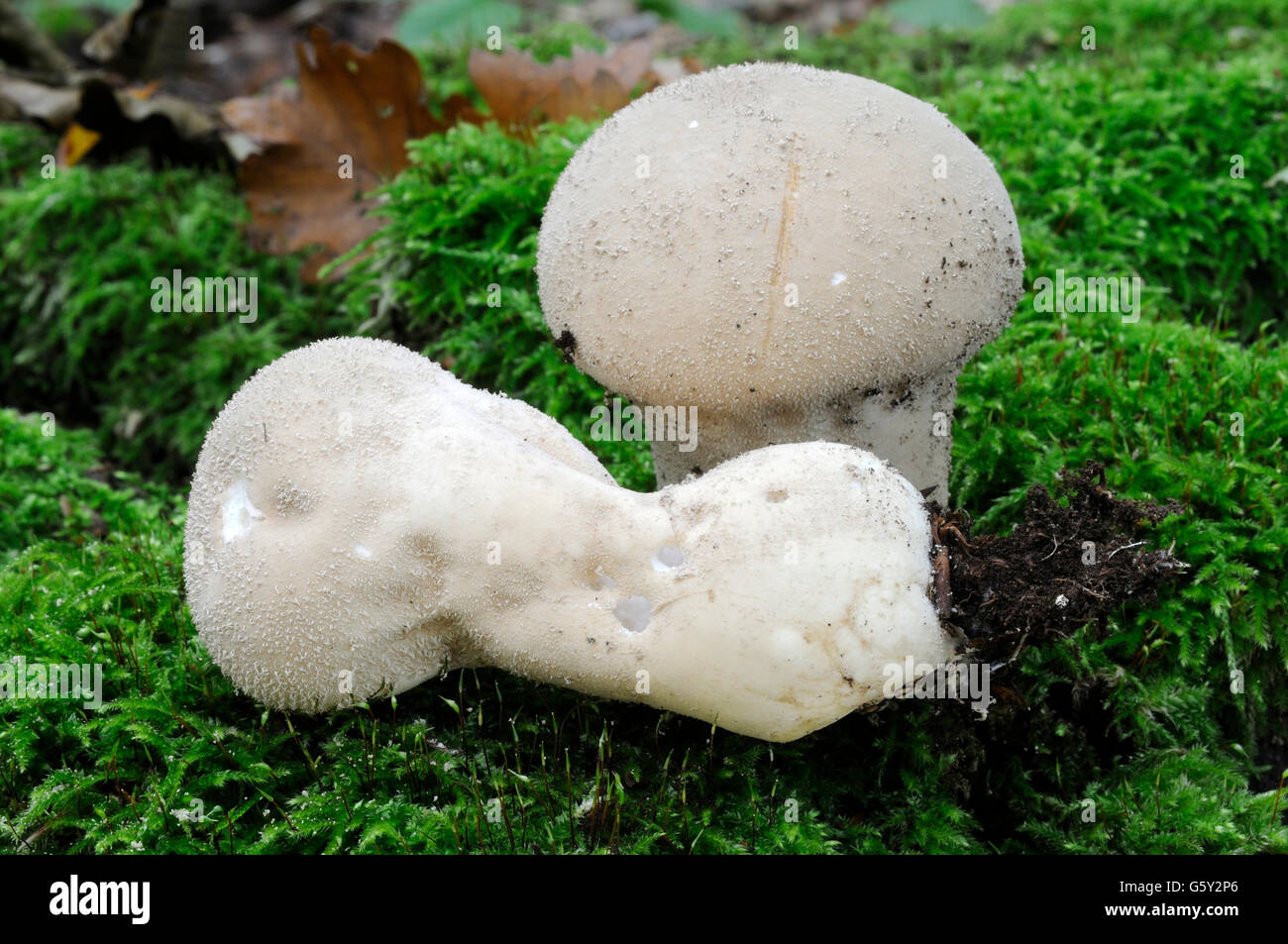 Pestle Puffball High Resolution Stock Photography and Images - Alamy