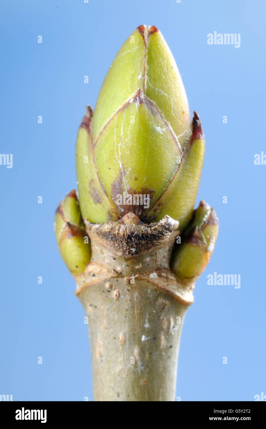 Sycamore maple hi-res stock photography and images - Alamy