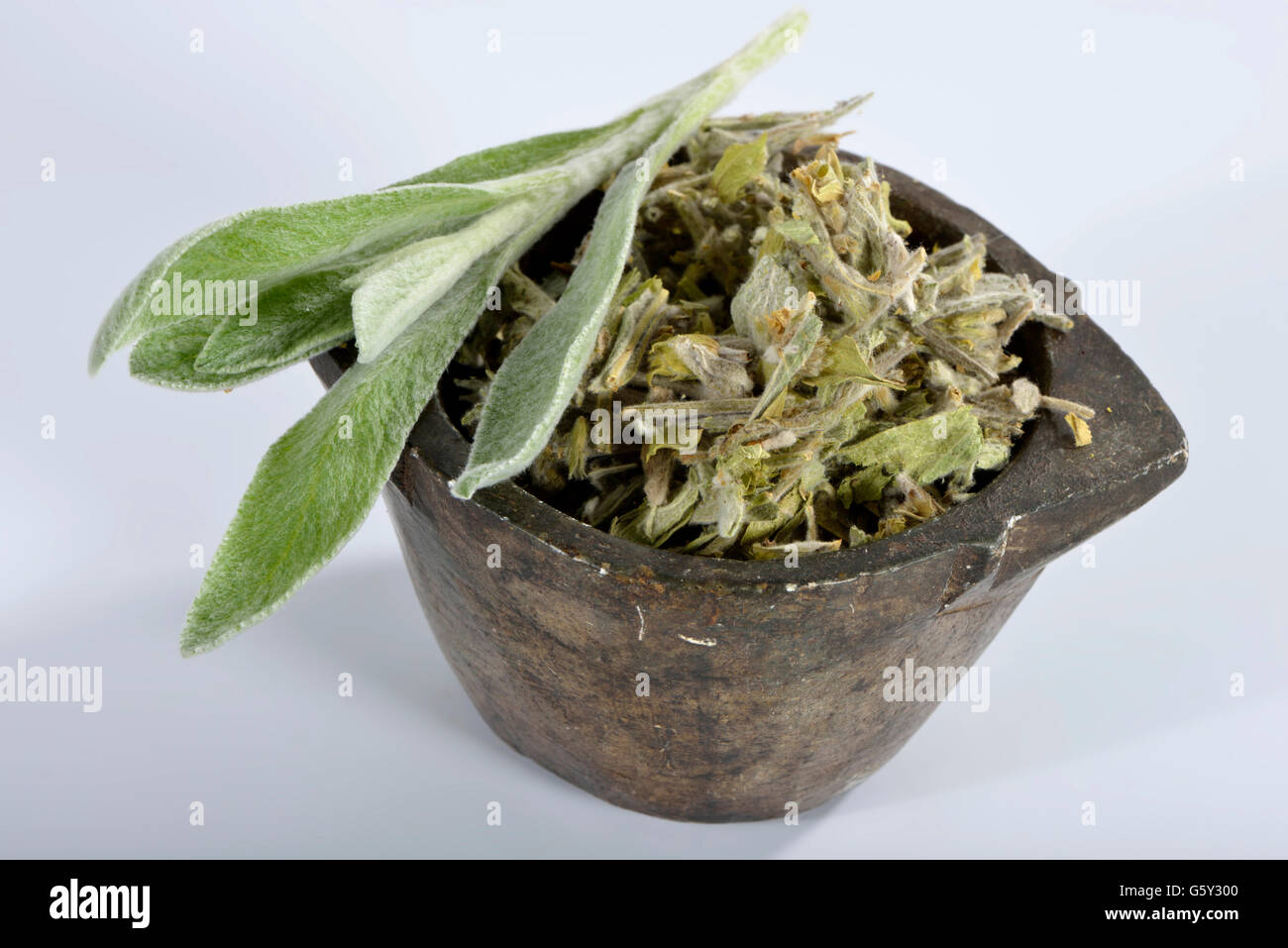 Greek mountain tea / (Sideritis syriaca) / ironwort, mountain tea ...