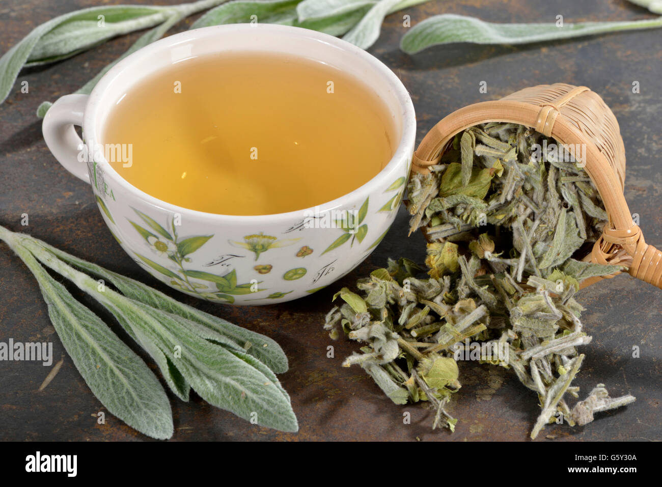 Greek mountain tea / (Sideritis syriaca) / ironwort, mountain tea ...