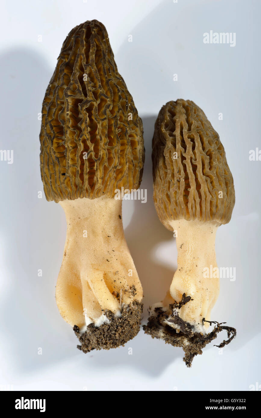 Morel cut out hi-res stock photography and images - Alamy