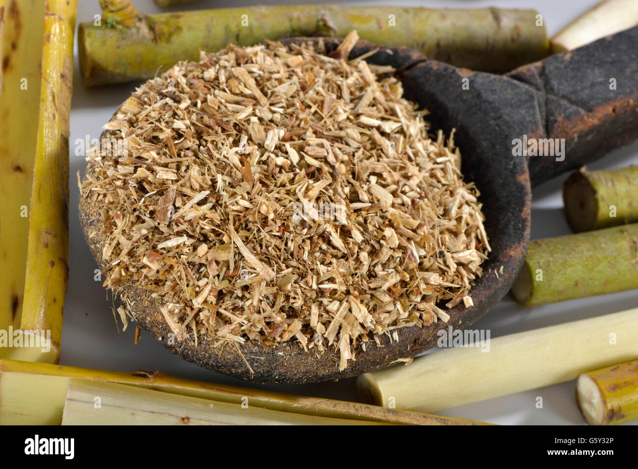 White willow, willow bark / (Salix alba Stock Photo - Alamy
