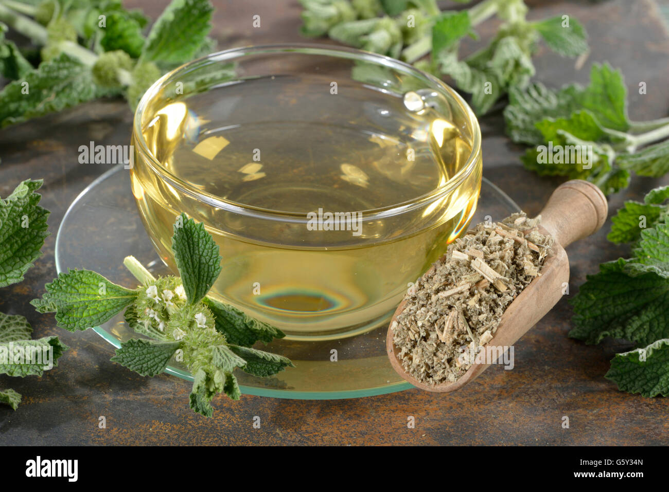 Common horehound tea / (Marrubium vulgare) / hound's-bane, white ...