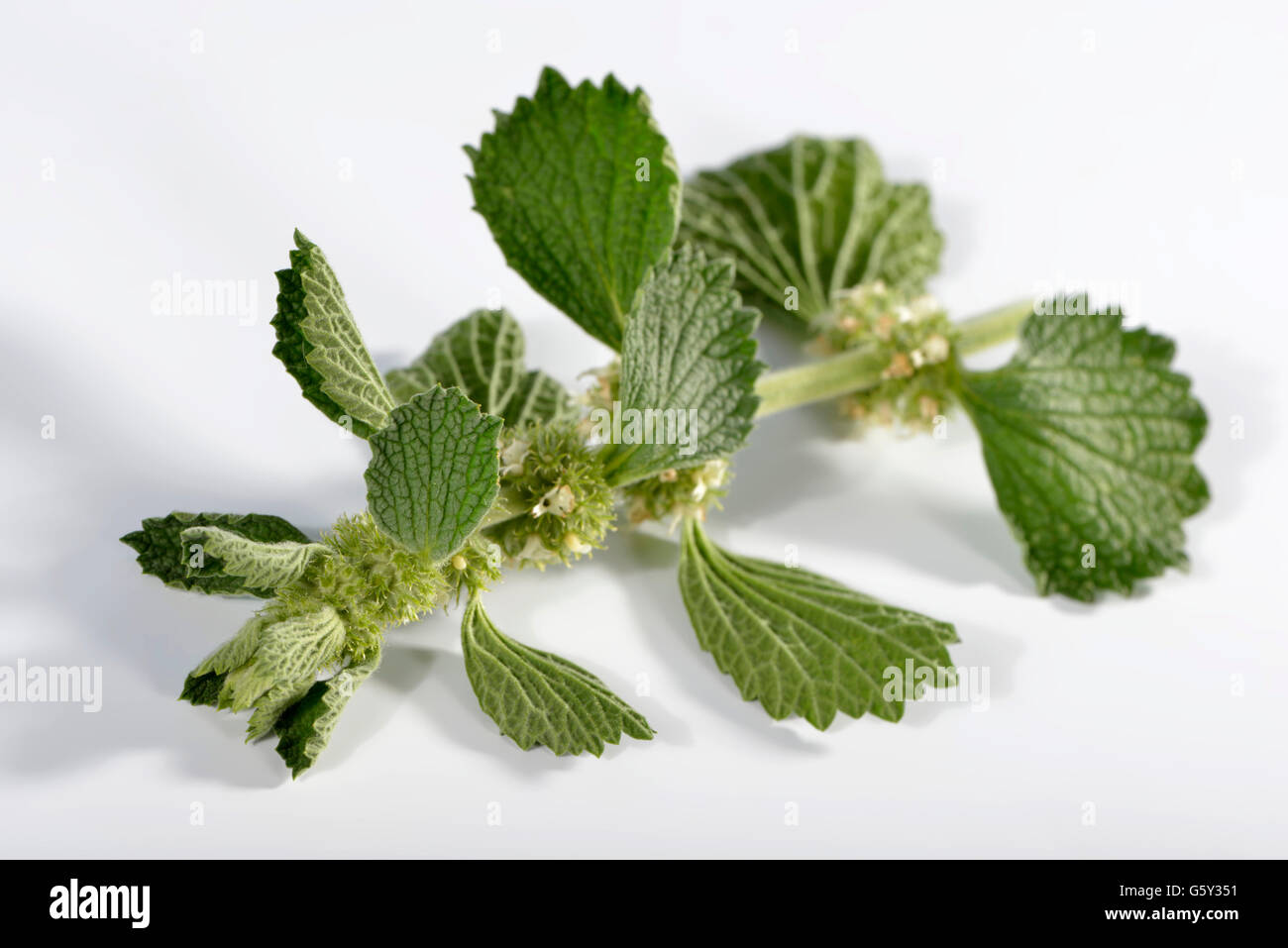 Common horehoun / (Marrubium vulgare) / hound's-bane, white horehound ...