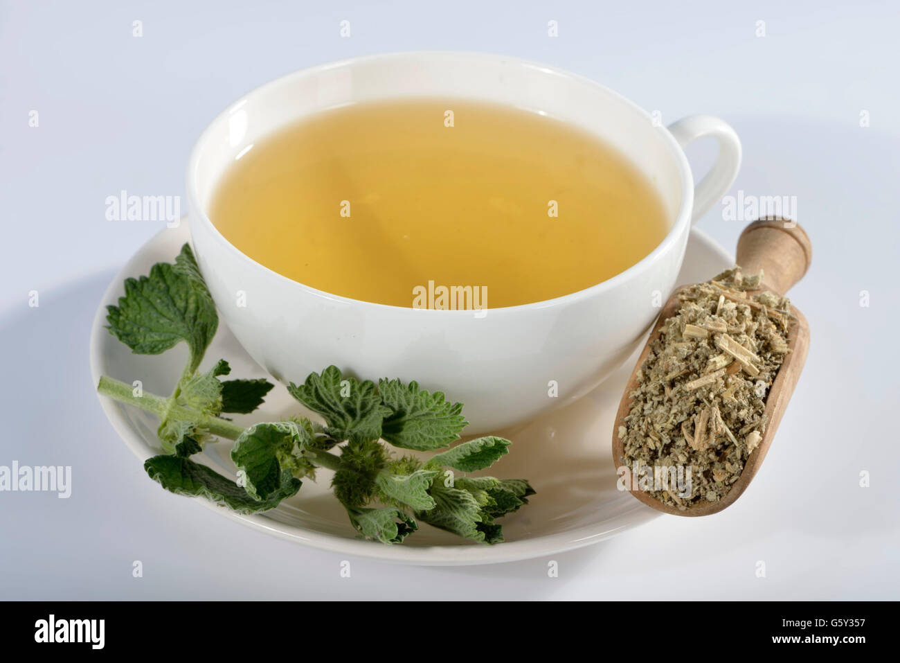 Common horehound tea / (Marrubium vulgare) / hound's-bane, white ...