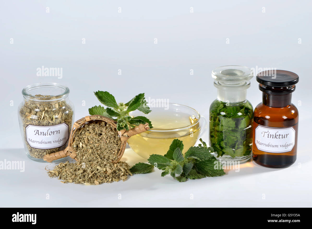 Common horehound tea and tincture / (Marrubium vulgare) / hound's-bane ...