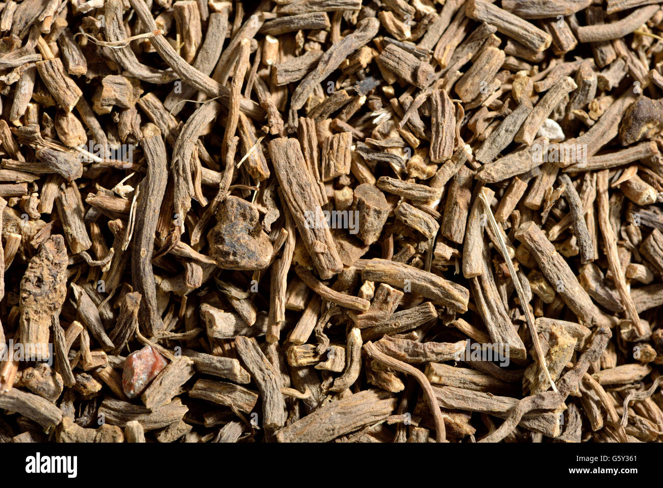 Common Valerian, dried roots / (Valeriana officinalis Stock Photo - Alamy
