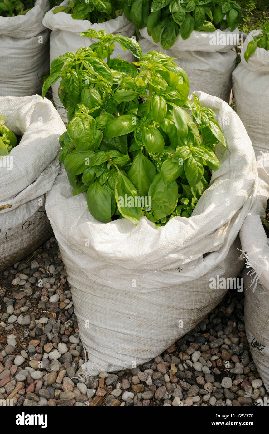 Rice bags hi-res stock photography and images - Alamy