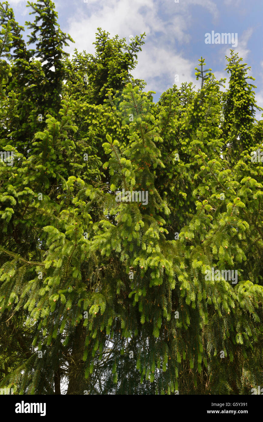 Vertical shot spruce forest hi-res stock photography and images - Alamy
