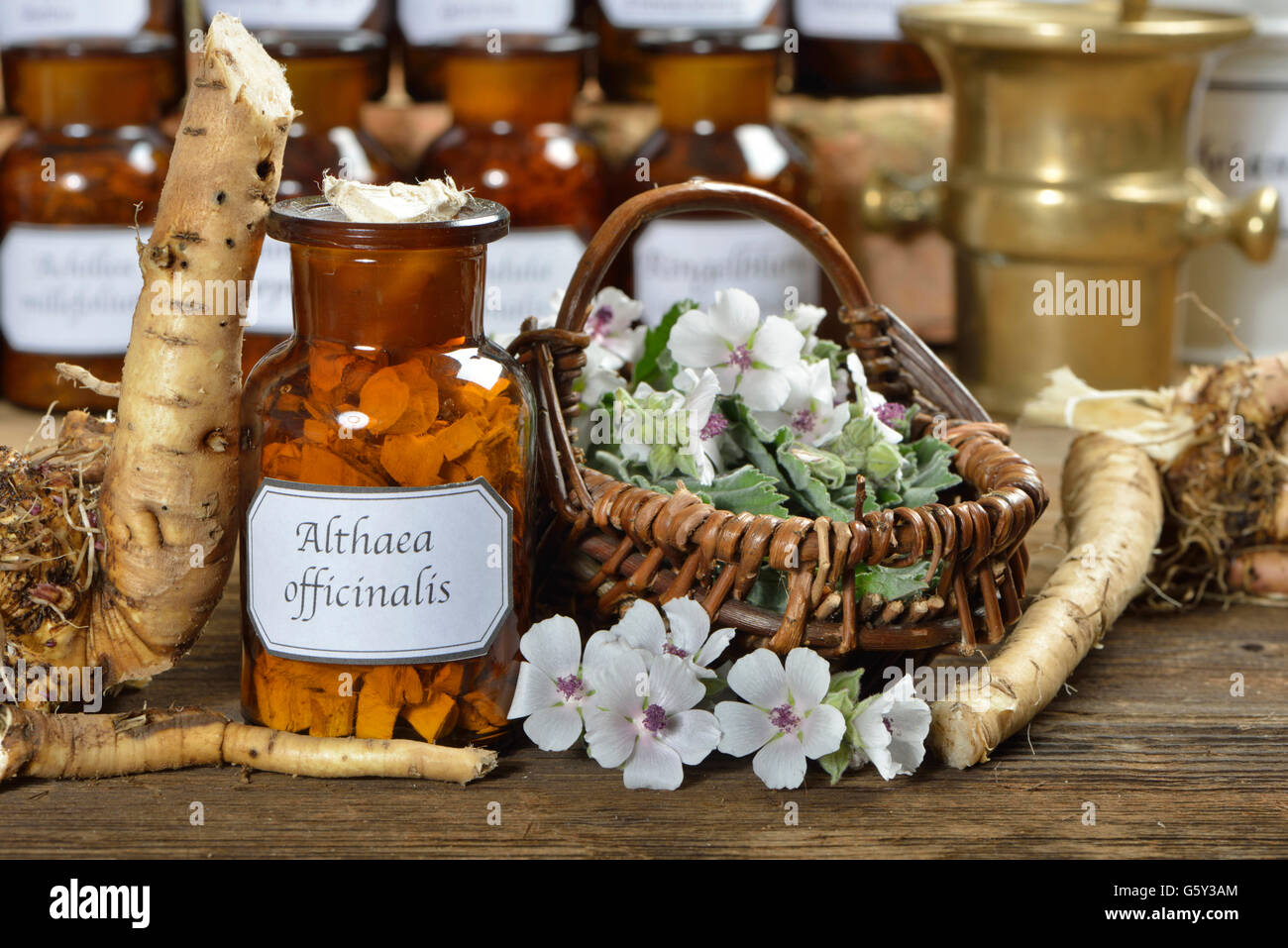Marsh Mallow root and blossoms / (Althea officinalis Stock Photo - Alamy