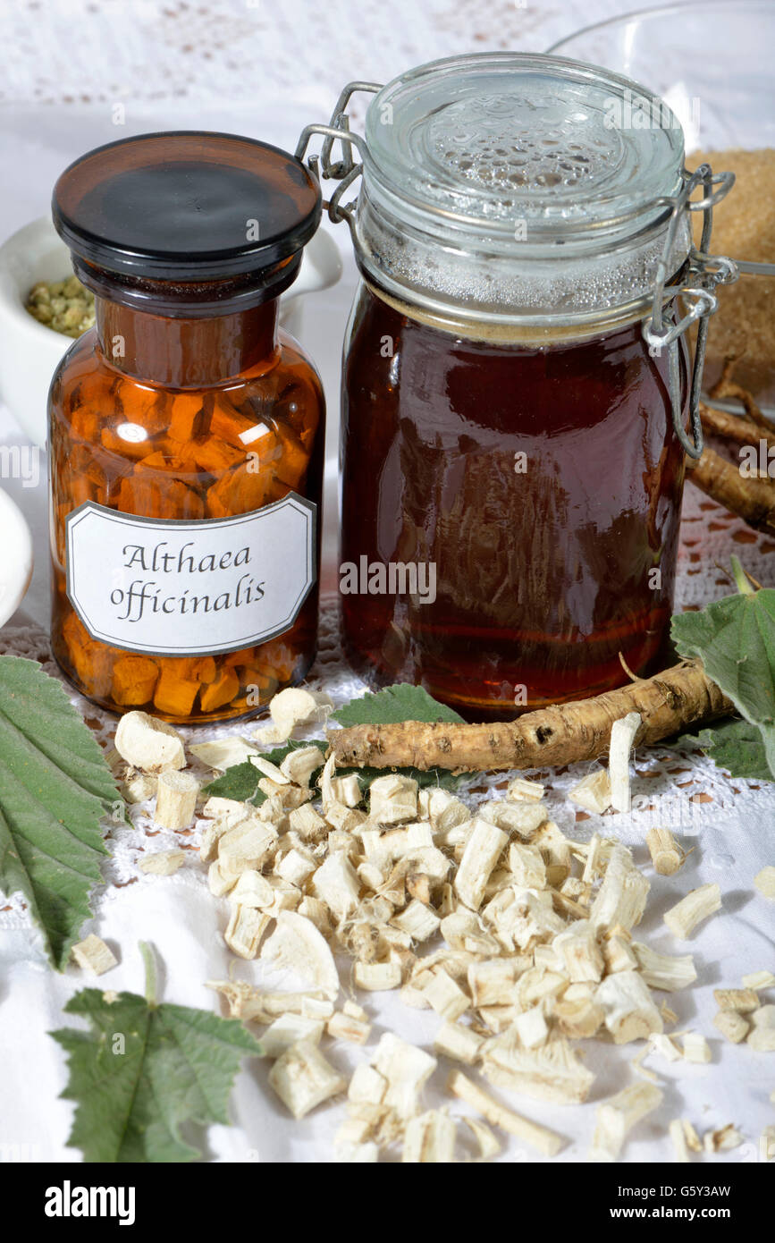 Marsh Mallow, production root syrup / (Althea officinalis Stock Photo ...