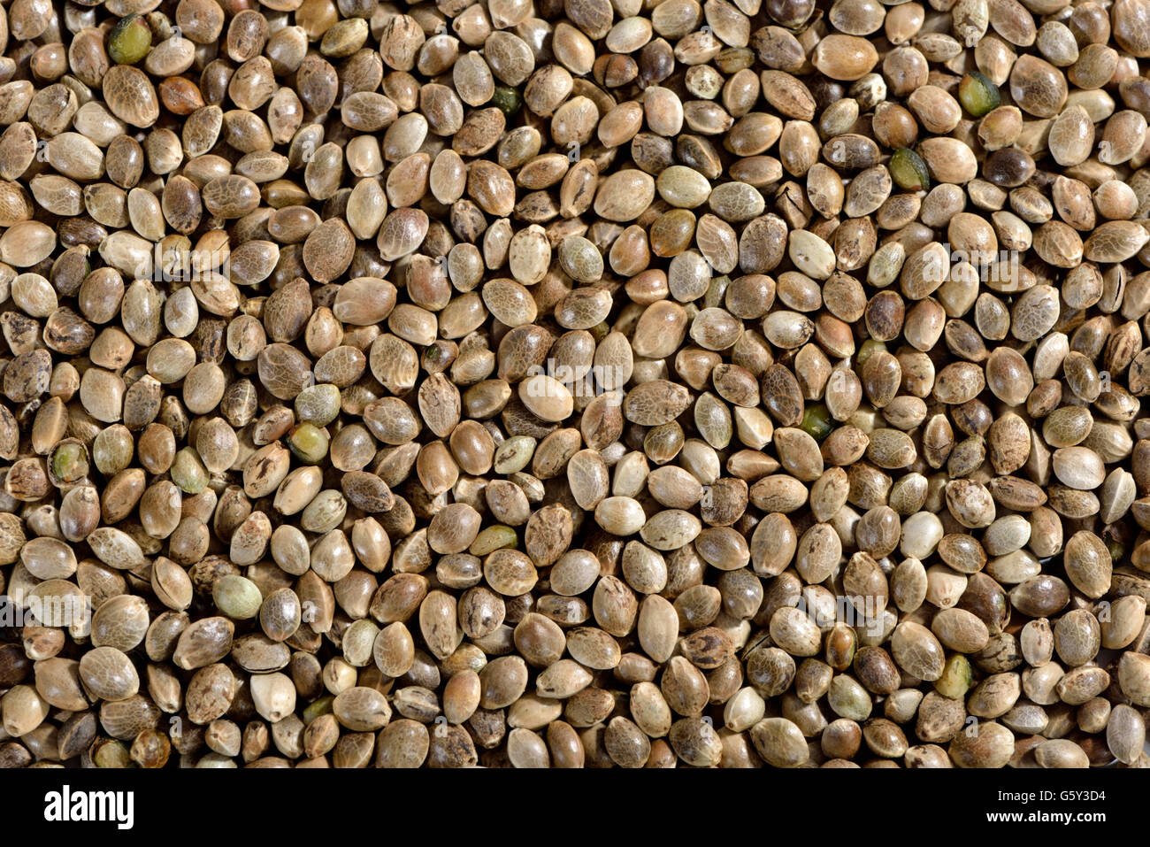 Common hemp, seed Stock Photo - Alamy